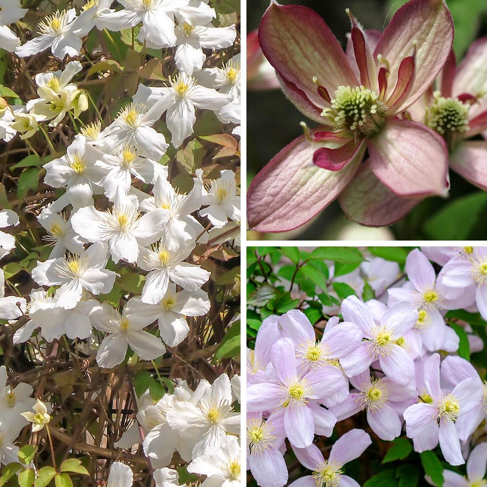 LOT OF 3 MIXED CLEMATIS CLIMBING PLANTS FAST GROWING IN 9 CM SIZED POTS ...
