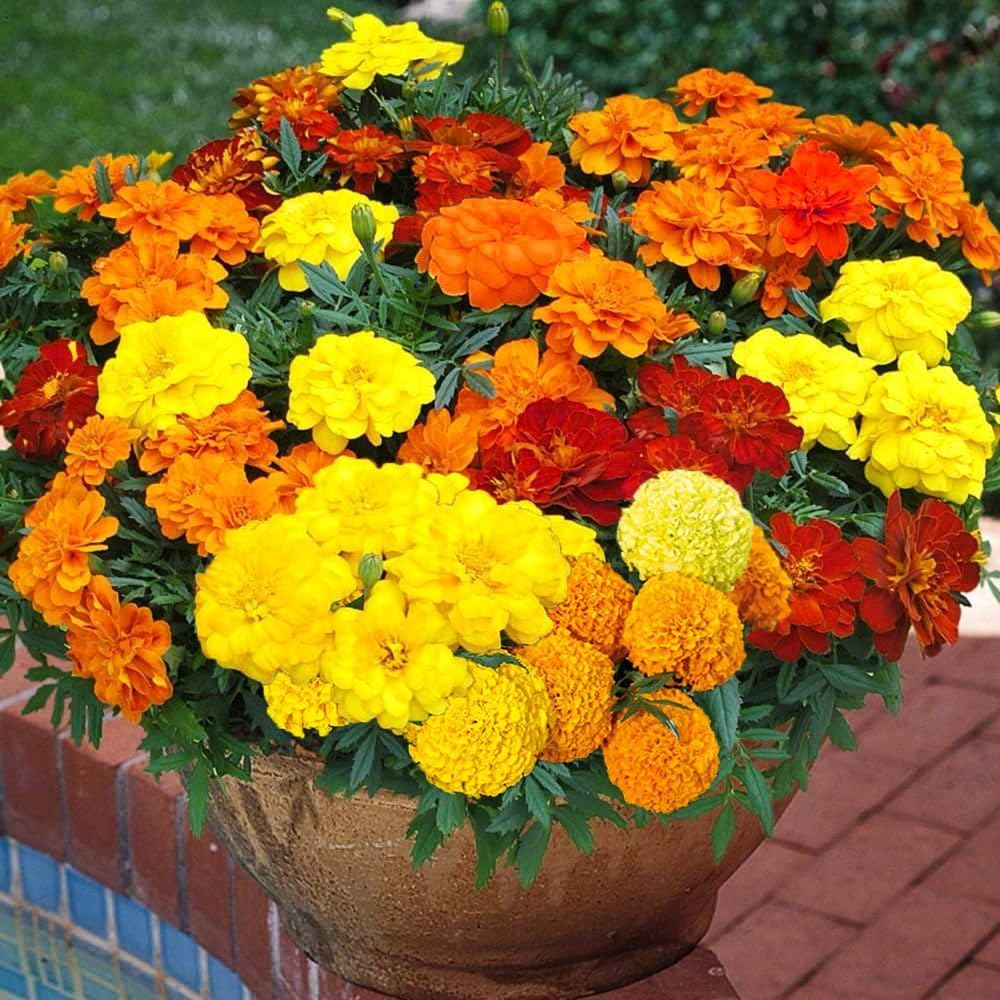 Amazon.com : Mixed Marigold Seeds Flower Plant Bonsai Home Decor 200 ...