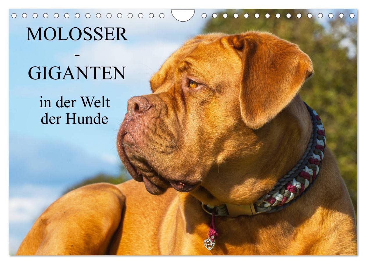 Molosser Dogs