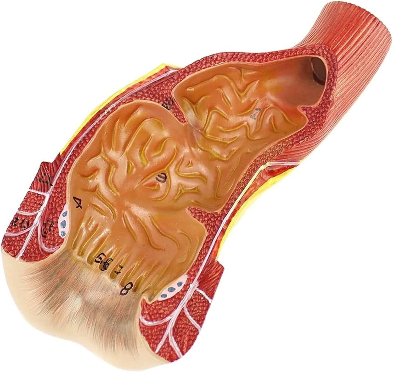 ZAPION Modelos de Torso y Esqueleto anatómicos, Modelos de Ciencia de ...