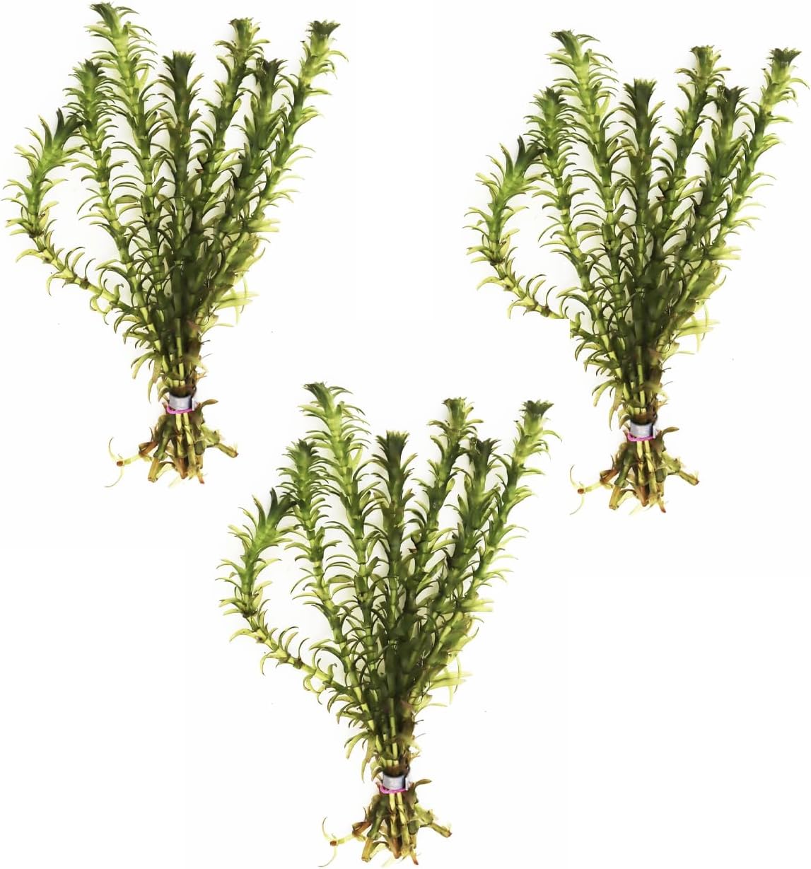 Amazon.com: 3X Anacharis Elodea Densa Easy Live Aquarium Plants for ...