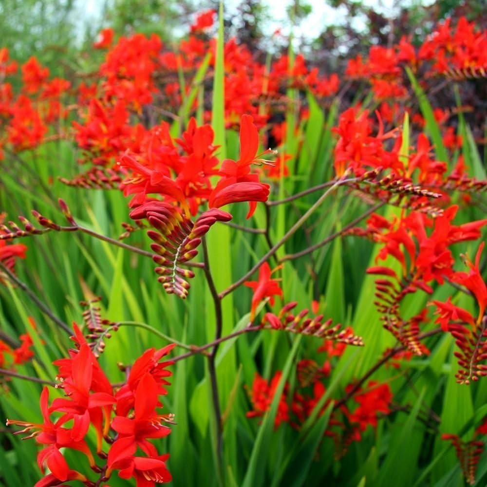 Amazon.com : Crocosmia Lucifer (10 Bulbs) drought-tolerant, zones 6-10 ...