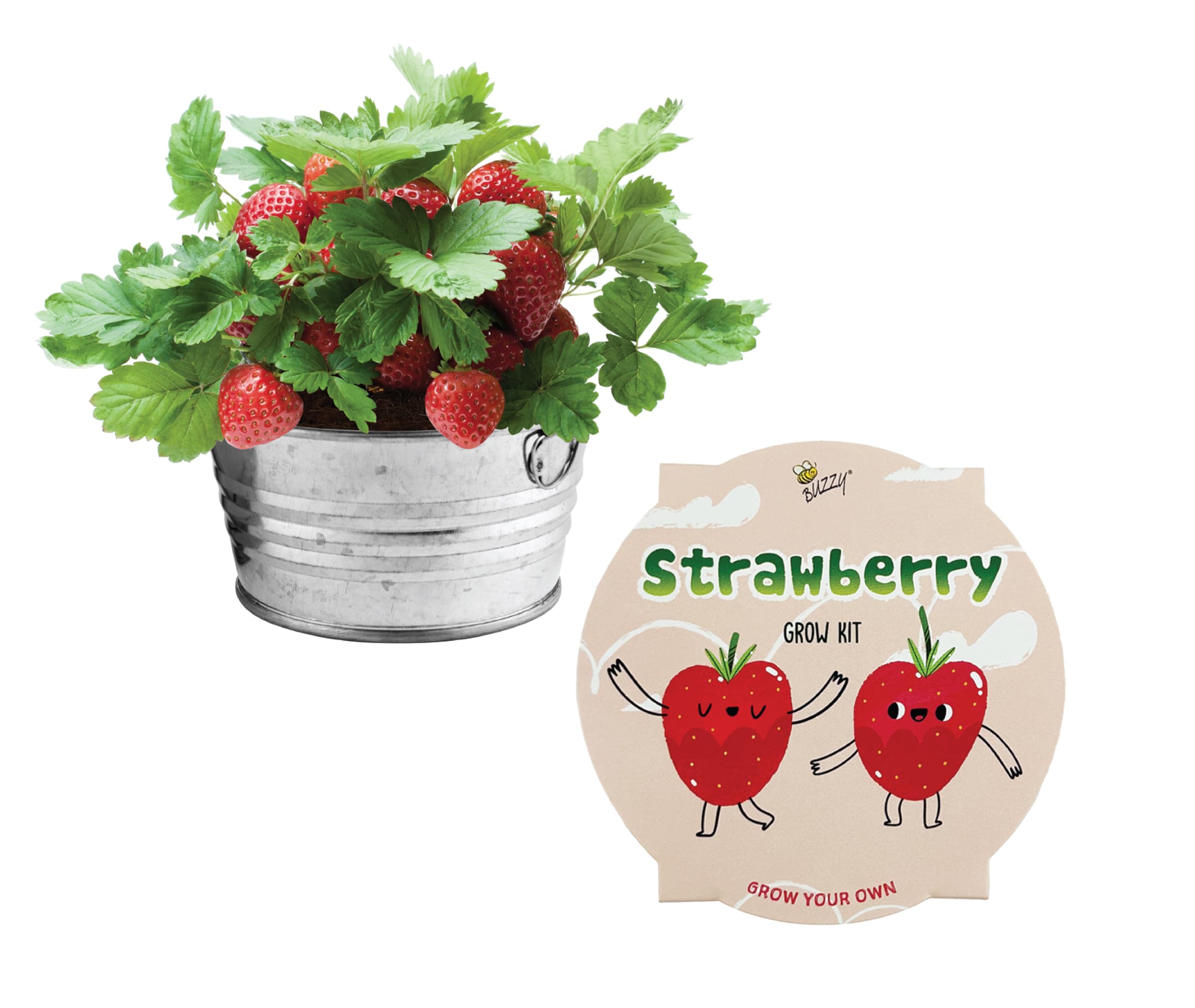 Amazon.com : Buzzy Seeds Kids Mini Basin Seed Grow Kit, Strawberry ...