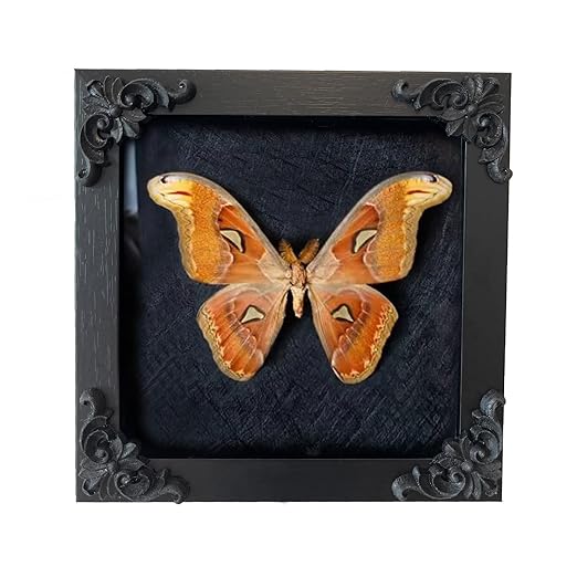 Insect Display Frame,Butterfly Shadow Box with Top Eva Foam Pinning ...