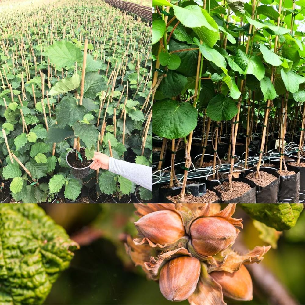 Amazon.com : Hazelnut Tree Live Plant, 1.5-2 Feet Tall, Cold Hardy Nut ...