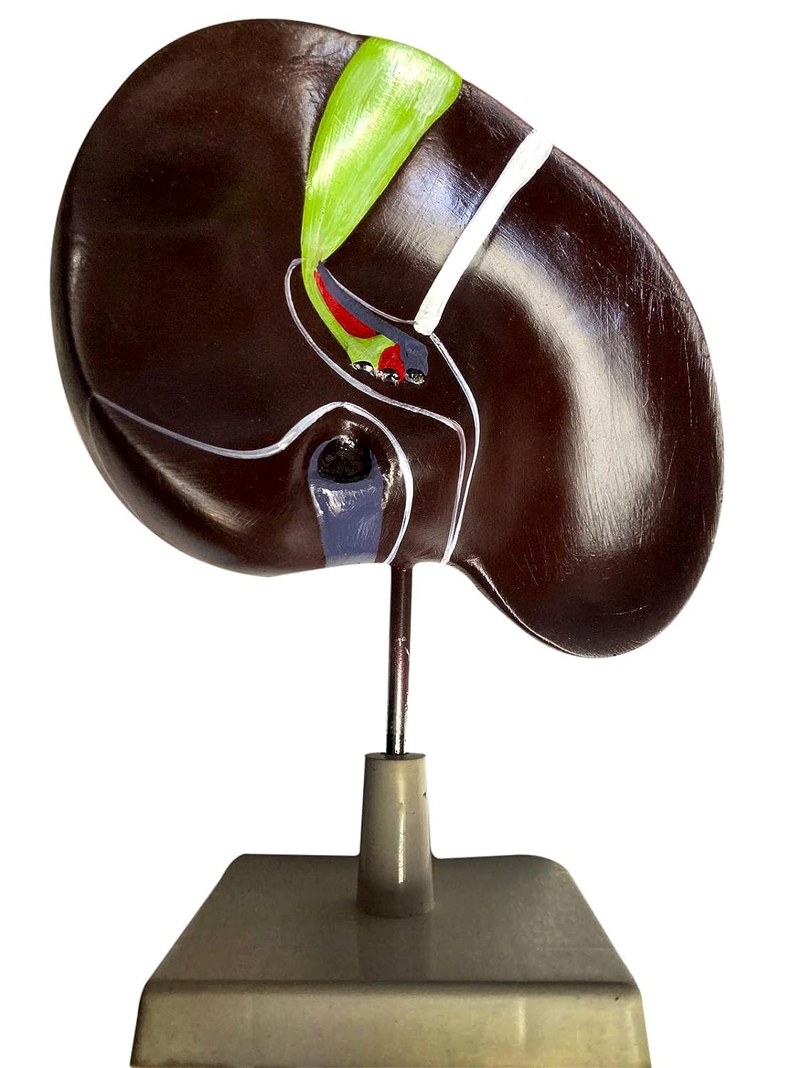 E-MEDI Human Liver Educational Biology Anatomy Model : Amazon.in: Toys ...
