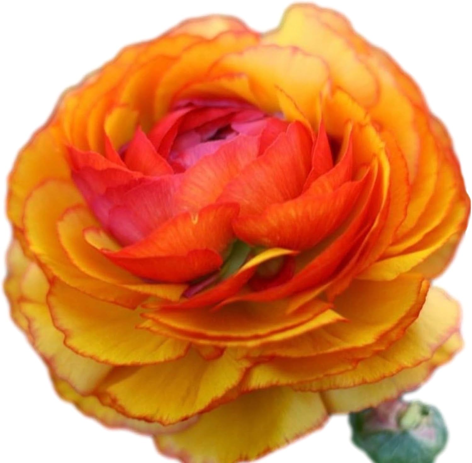 Amazon.com : Easy to Grow Ranunculus Italian Cloni Success Ole 3 Plant ...