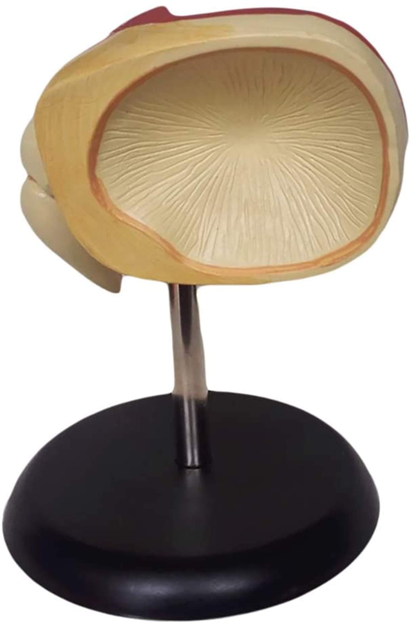 Buy Mini Cochlea Model - Anatomical Cochlea Ear Model - Human Ear Model ...