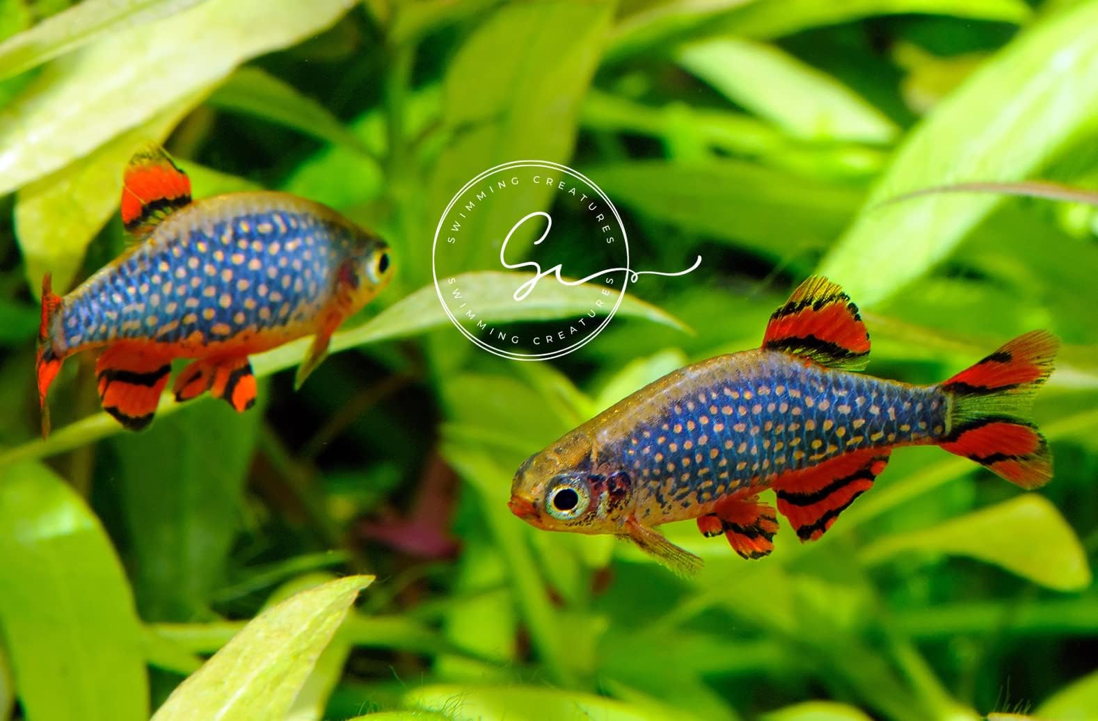 Amazon.com : Swimming Creatures 6 Galaxy Rasbora/Celestial Pearl Danio ...