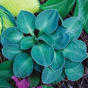 Amazon.com : Blue Mouse Ears Hosta Dormant Bare Root Perennial Roots (3 ...