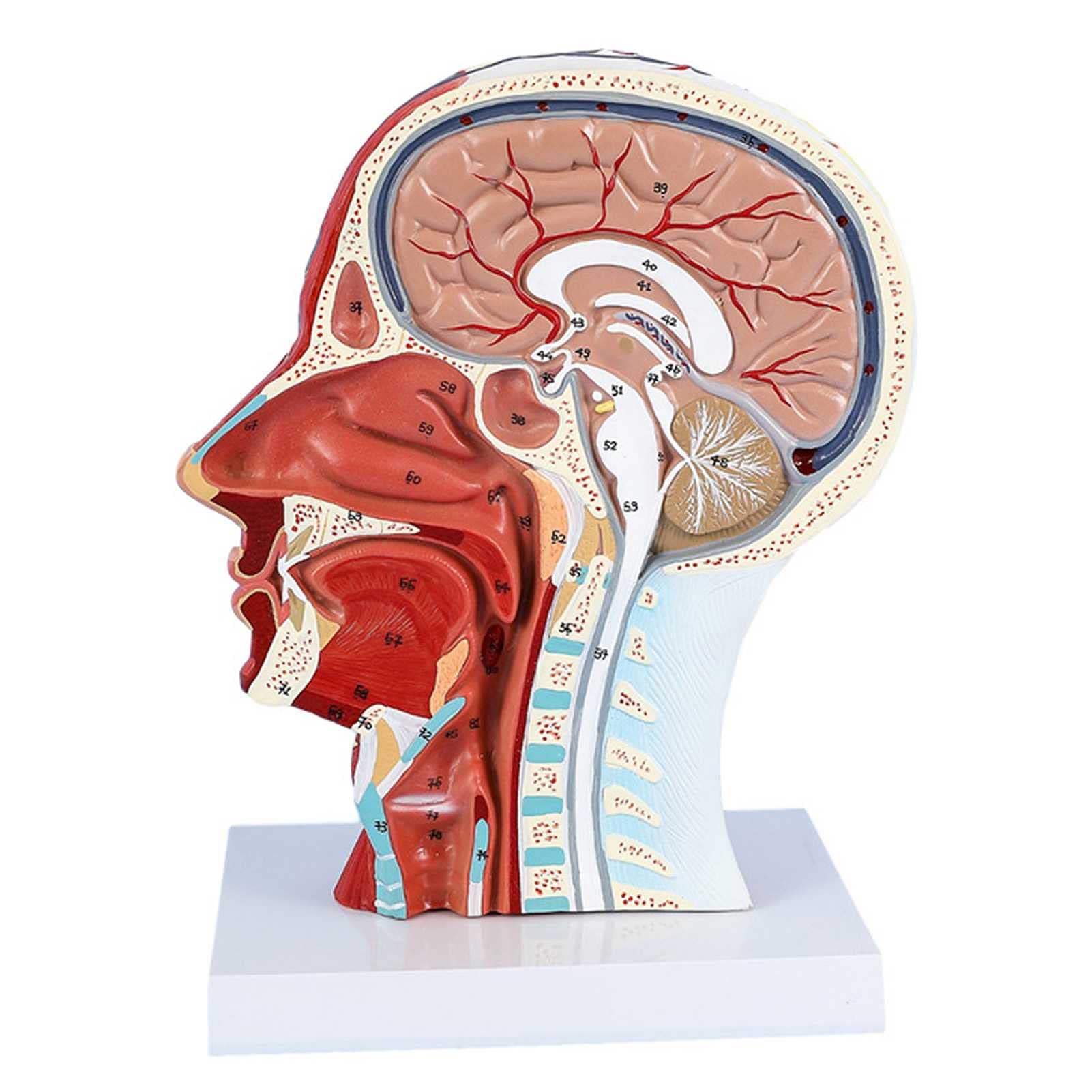 Brain Anatomy Model Human Half Head Superficial Neurovascular Model ...