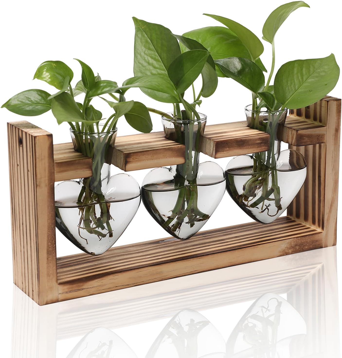 Amazon.com: Plant Terrarium Propagation Stations Hydroponics Home ...