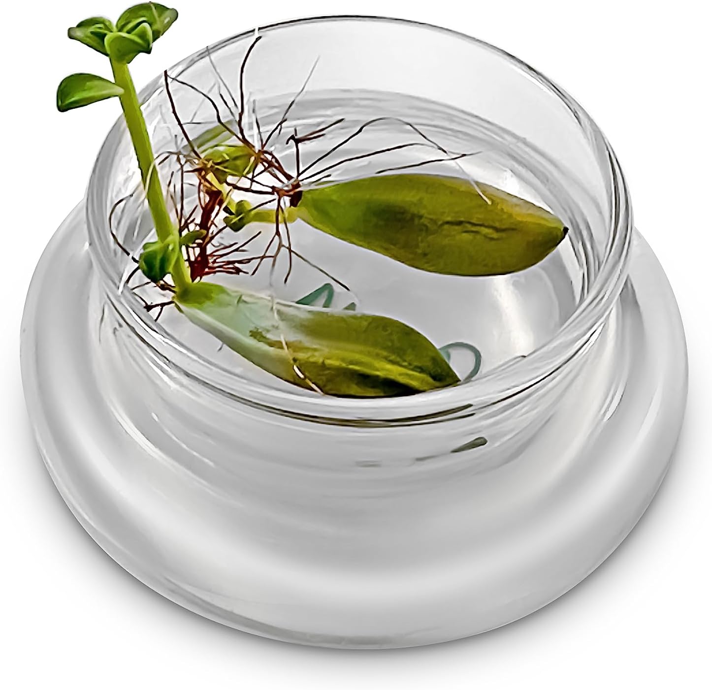 Amazon.com : Terra Gel Seed Germination Tray with Glass Dome – Advanced ...
