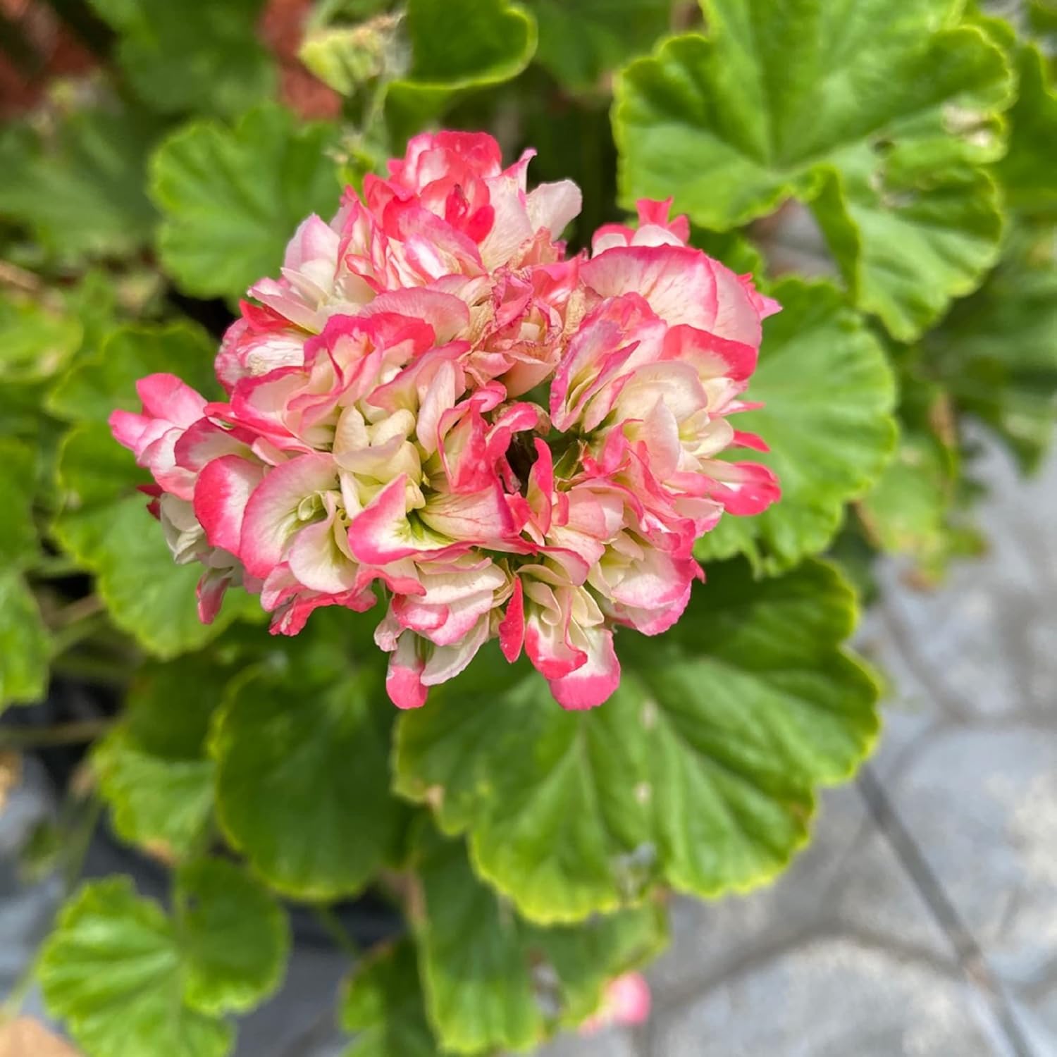 Amazon.com : CHUXAY GARDEN 1000 Seeds Pelargonium 'Appleblossom Rosebud ...