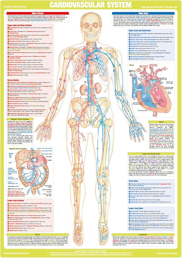 Cardiovascular System Chart (A3 Laminated) : Amazon.co.uk: Stationery ...