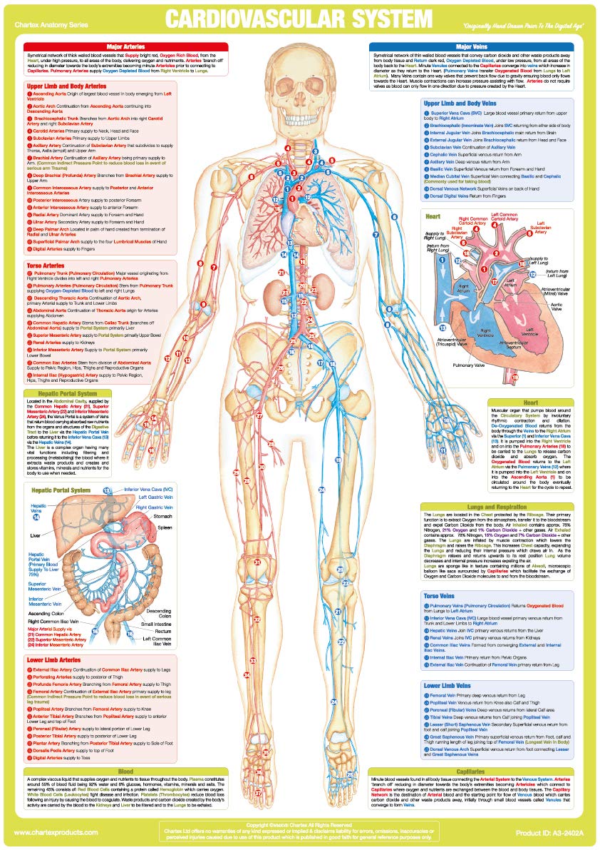 Cardiovascular System Chart (A3 Laminated) : Amazon.co.uk: Stationery ...