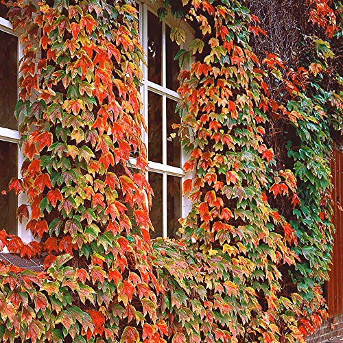 Vite Americana usato in Italia | vedi tutte i 57 prezzi!