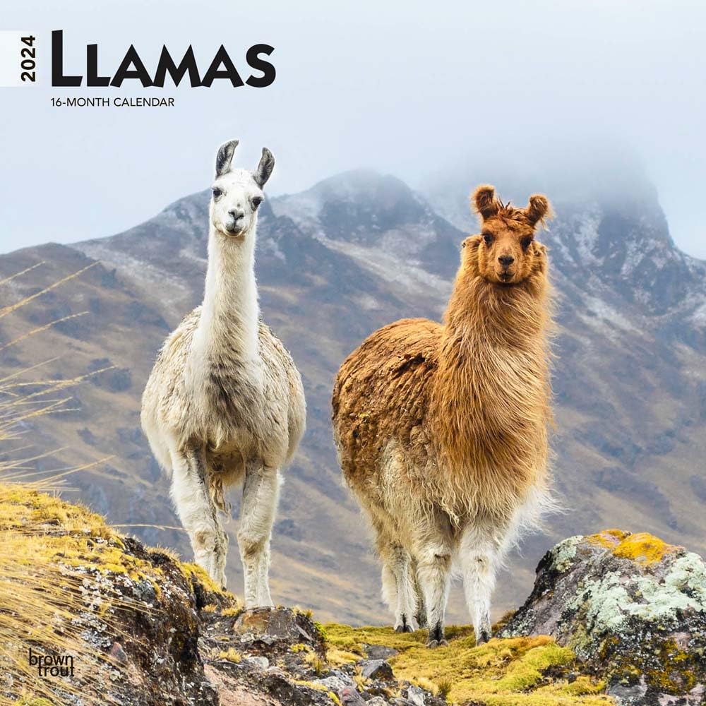 Llamas | 2024 12 x 24 Inch Monthly Square Wall Calendar | BrownTrout ...