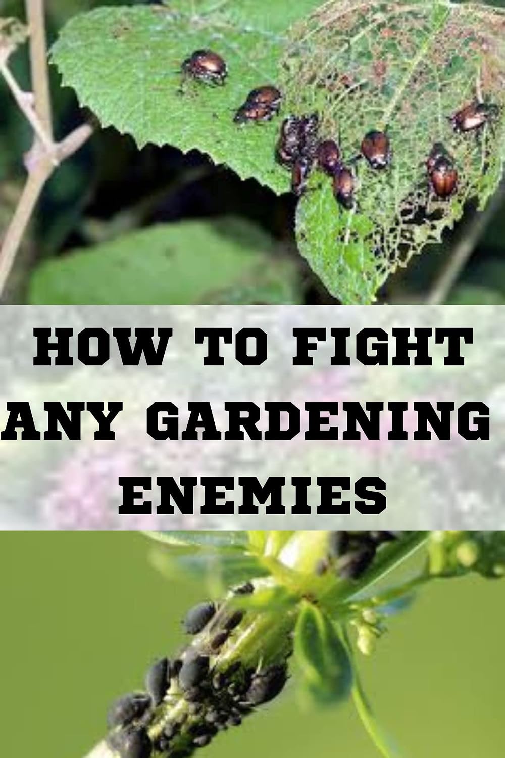 HOW TO FIGHT ANY GARDENING ENEMIES | PEST PREVENTION| GARDEN PROTECTION ...