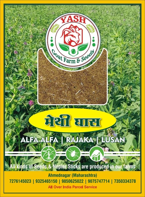 Y G Farm & Seeds, Methi Grass, Lasun grass,Alfalfa grass, Multi Cuting ...