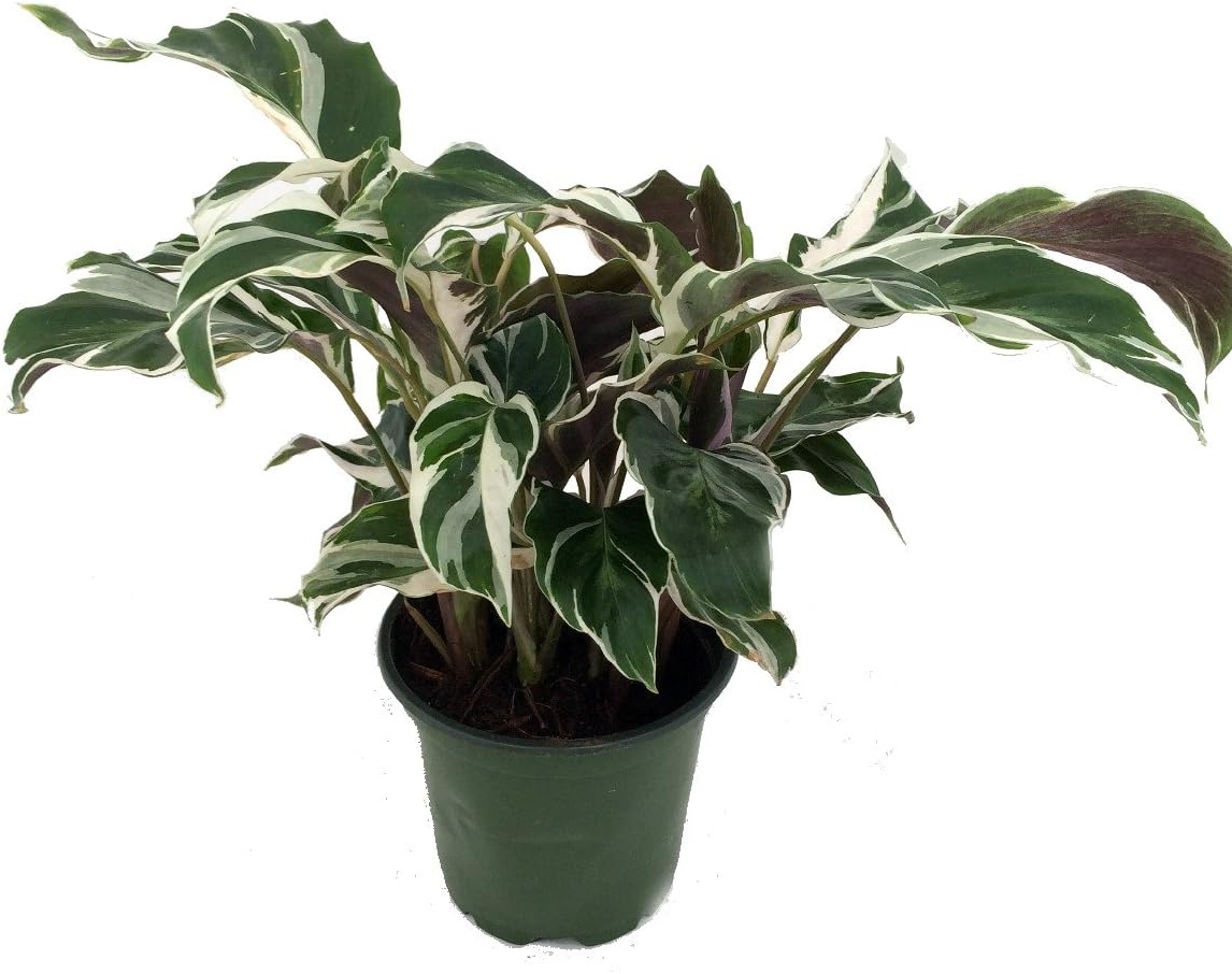Amazon.com : Monstera Plant, Live Monstera Deliciosa Plant Indoor, from ...