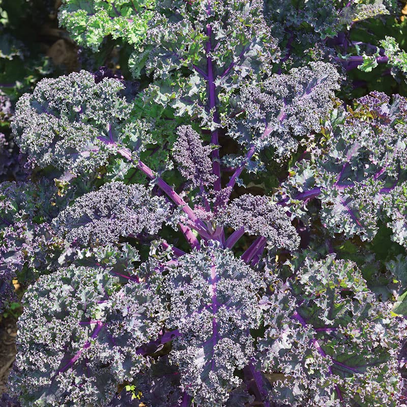 Redbor Kale - How to grow & care