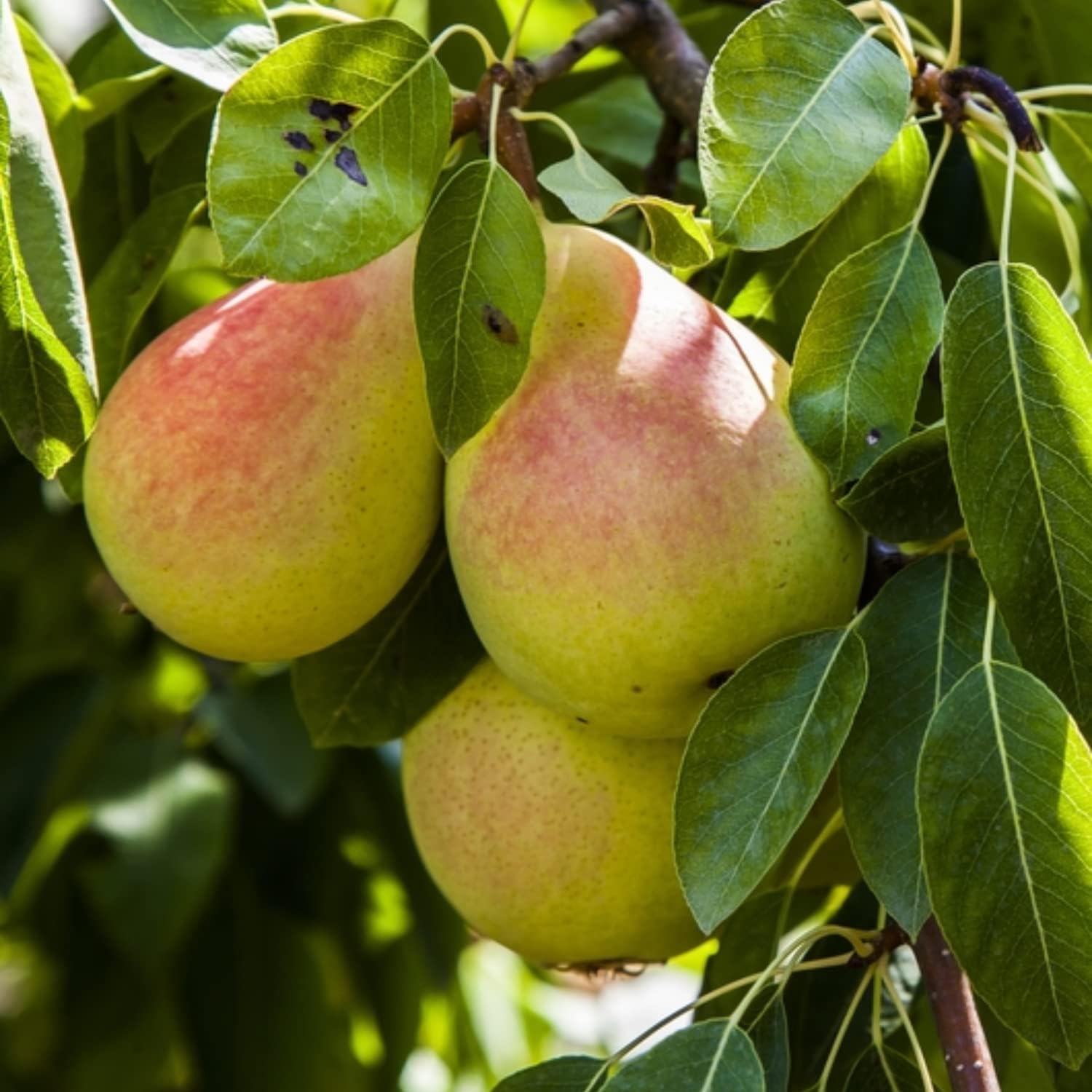 Amazon.com : Pineapple Pear Tree Live Plant, Pear Plant from 4 to 5 ...