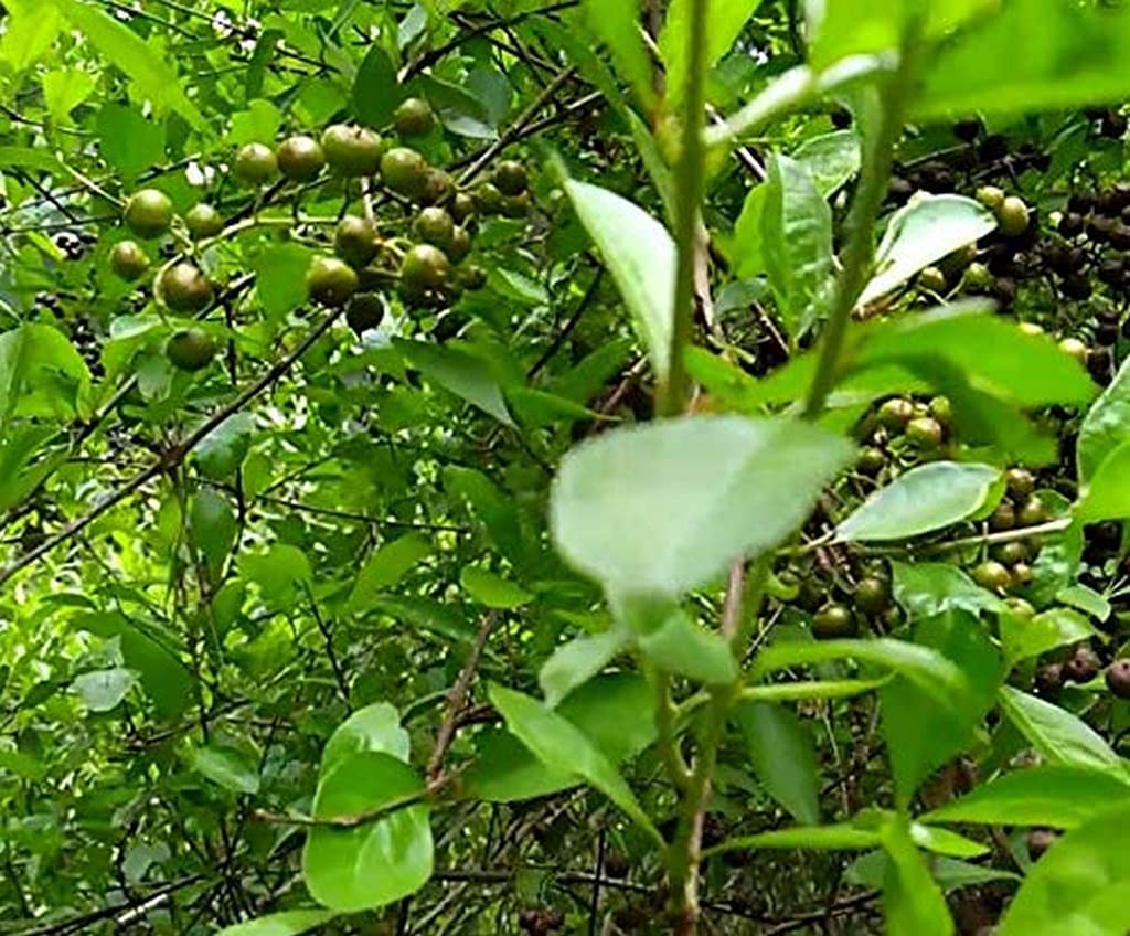 Creative Farmer Henna Mehndi Live Plants Lawsonia Inermis Outdoor Plant ...