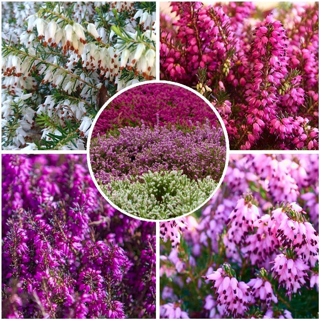 GrowOn Shrubs [x4] Winter Heather Erica Carnea Collection | Variety ...