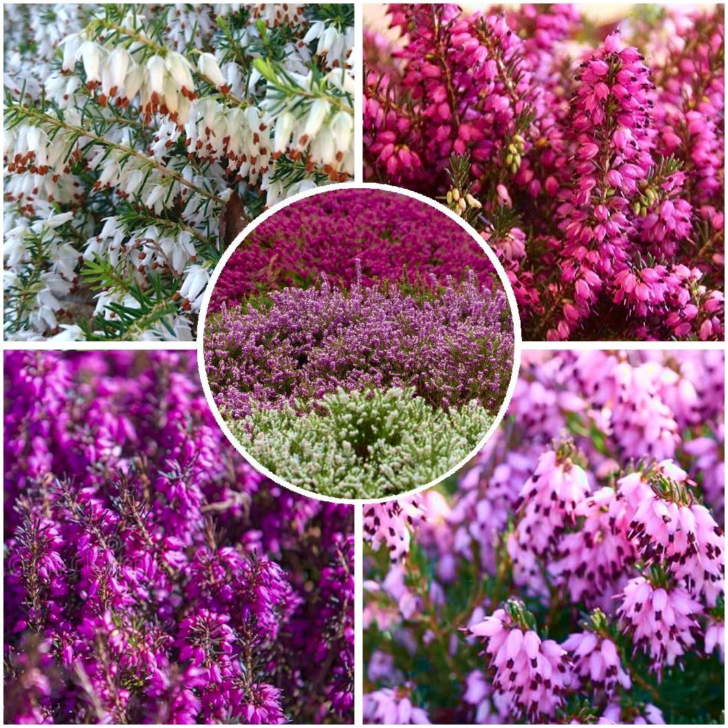 Buy [x4] Winter Heather Erica Carnea Collection | Variety-Pack ...