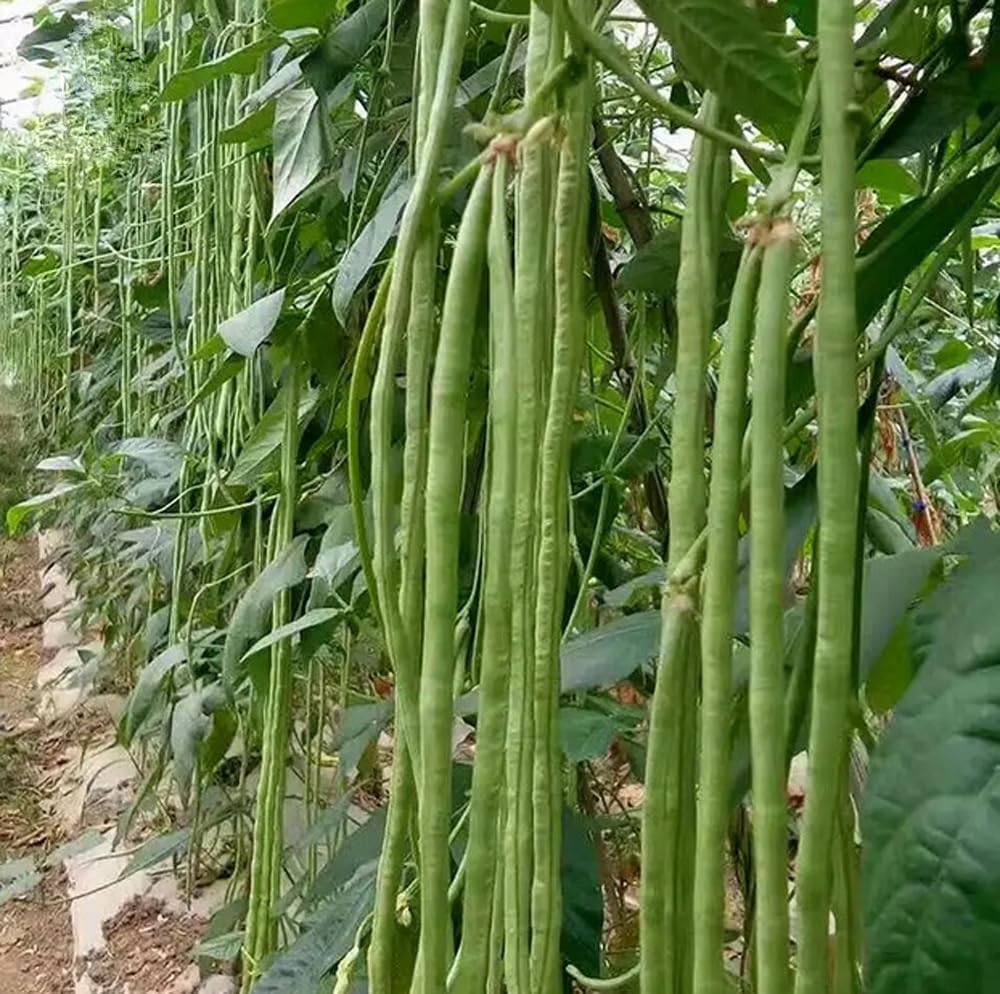 Amazon.com: Yard Long Cowpea Bean Seeds Heirloom Non-GMO 30 Seeds ...