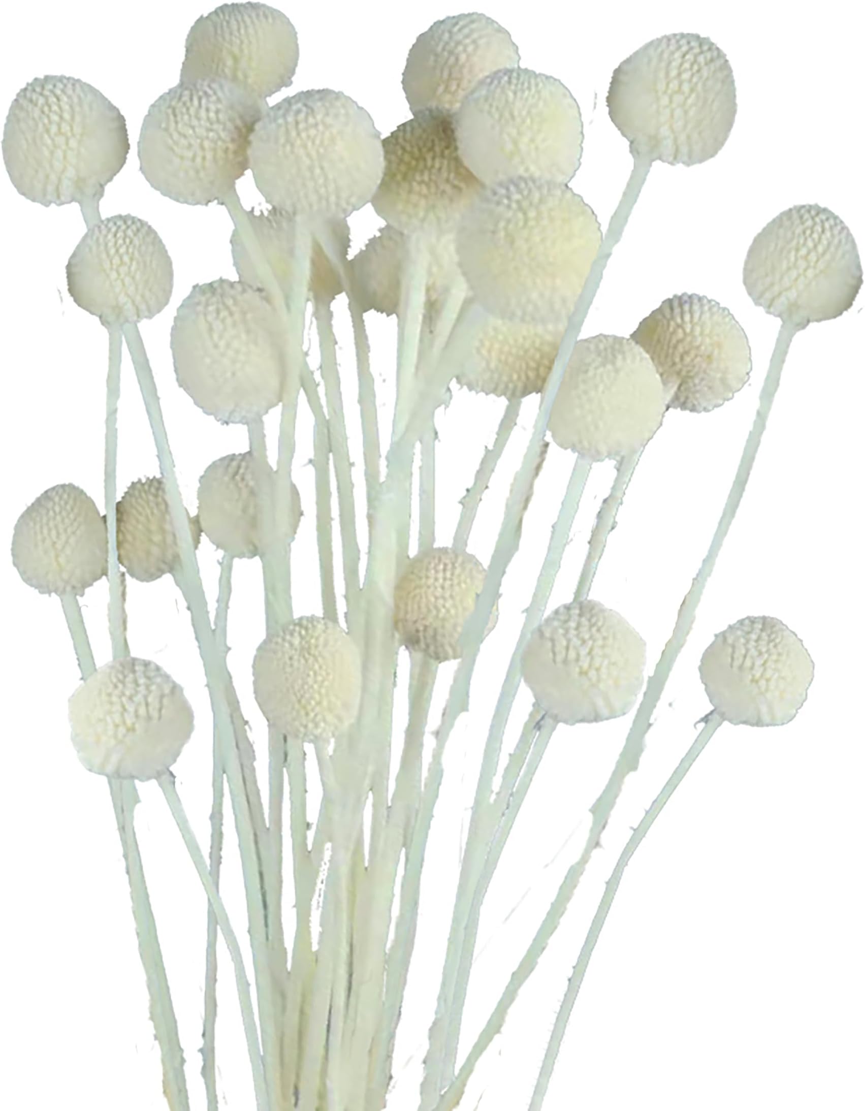 Amazon.com: 30pcs Natural Dried Flowers Craspedia Billy Balls Flowers ...