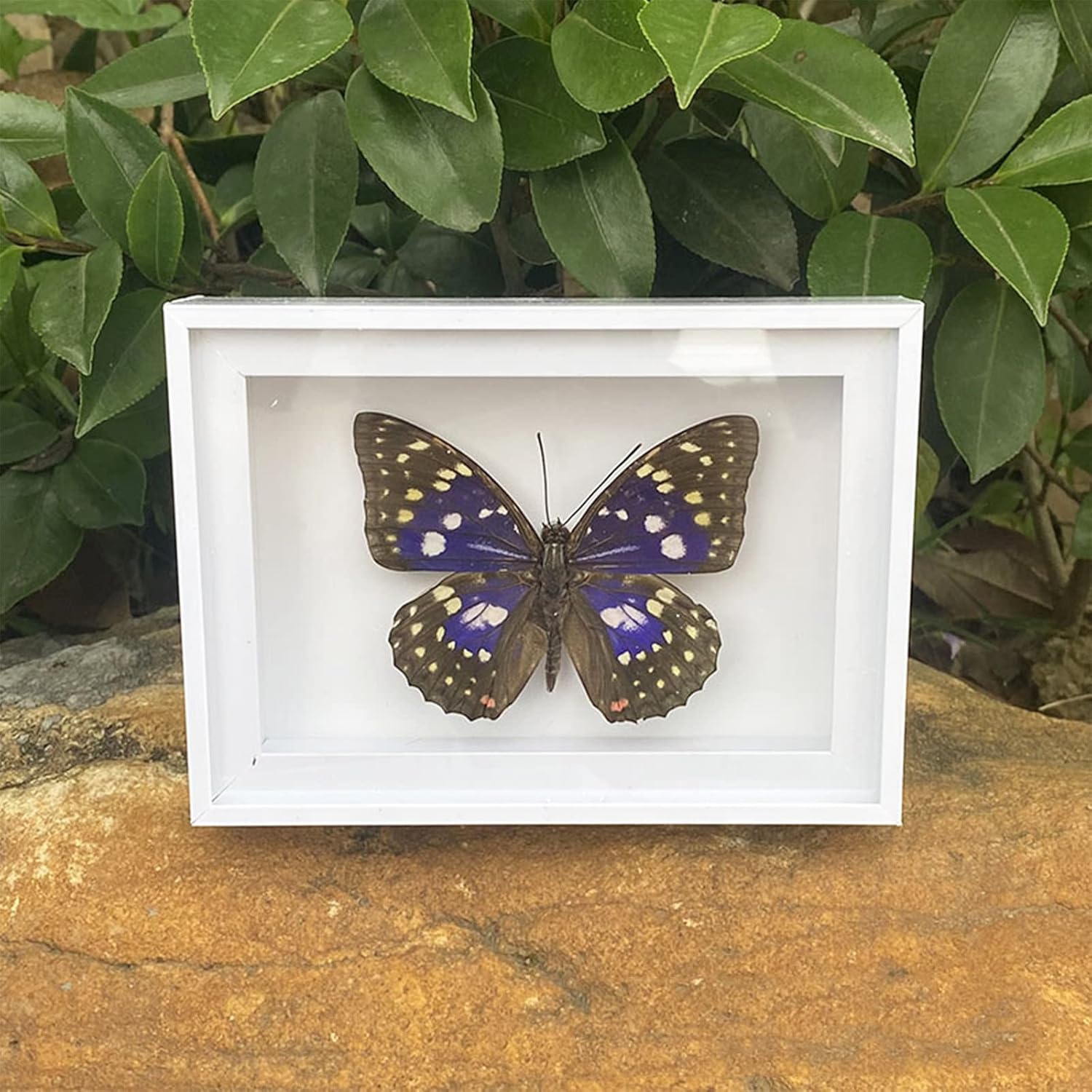 Insectos y Kits de Insectos – Yaxa Colombia