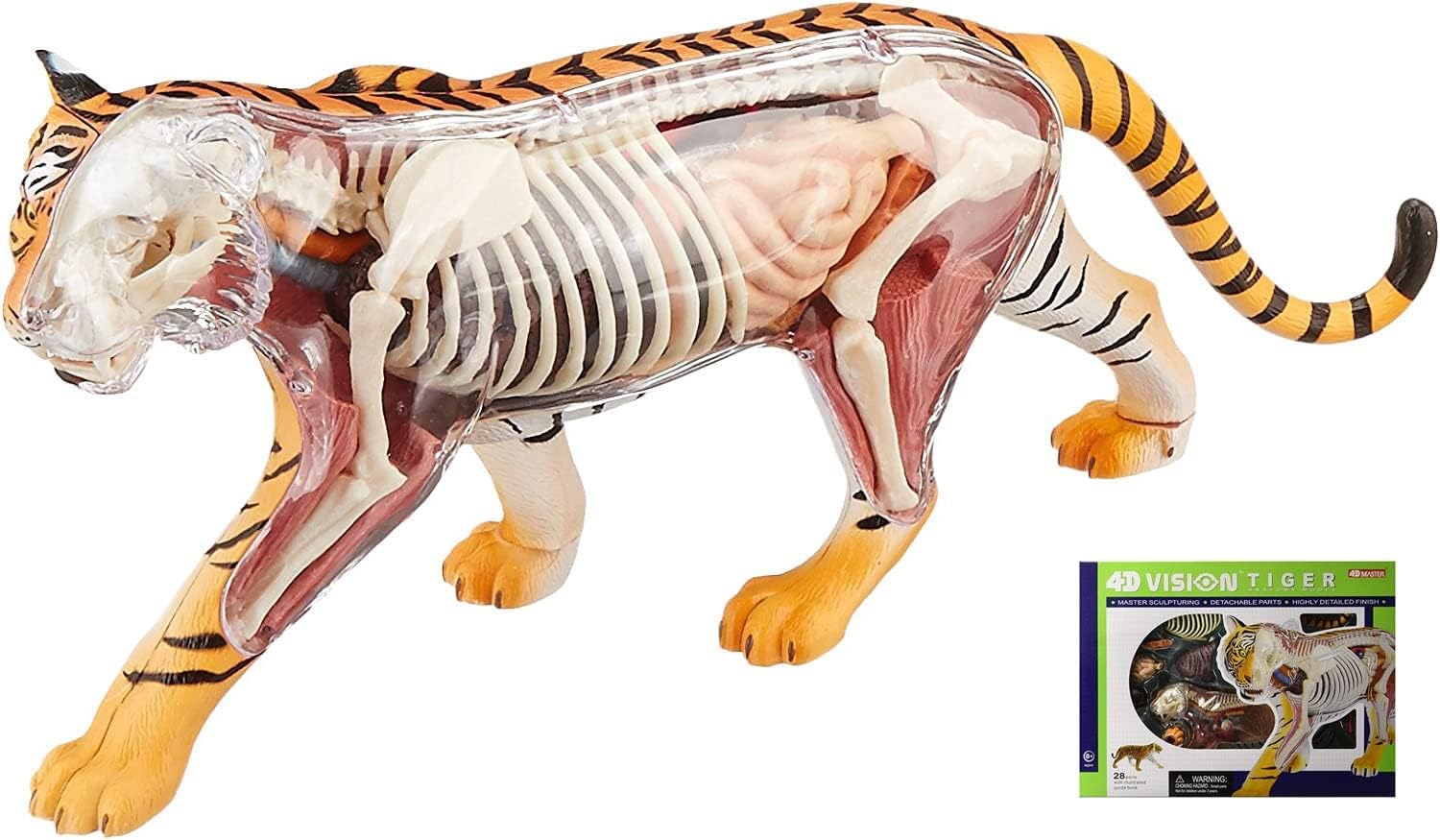 GATAG Animal Anatomy Model 4D Vision Puzzle, Modelo anatómico Educativo Pantalla de Juguete ...