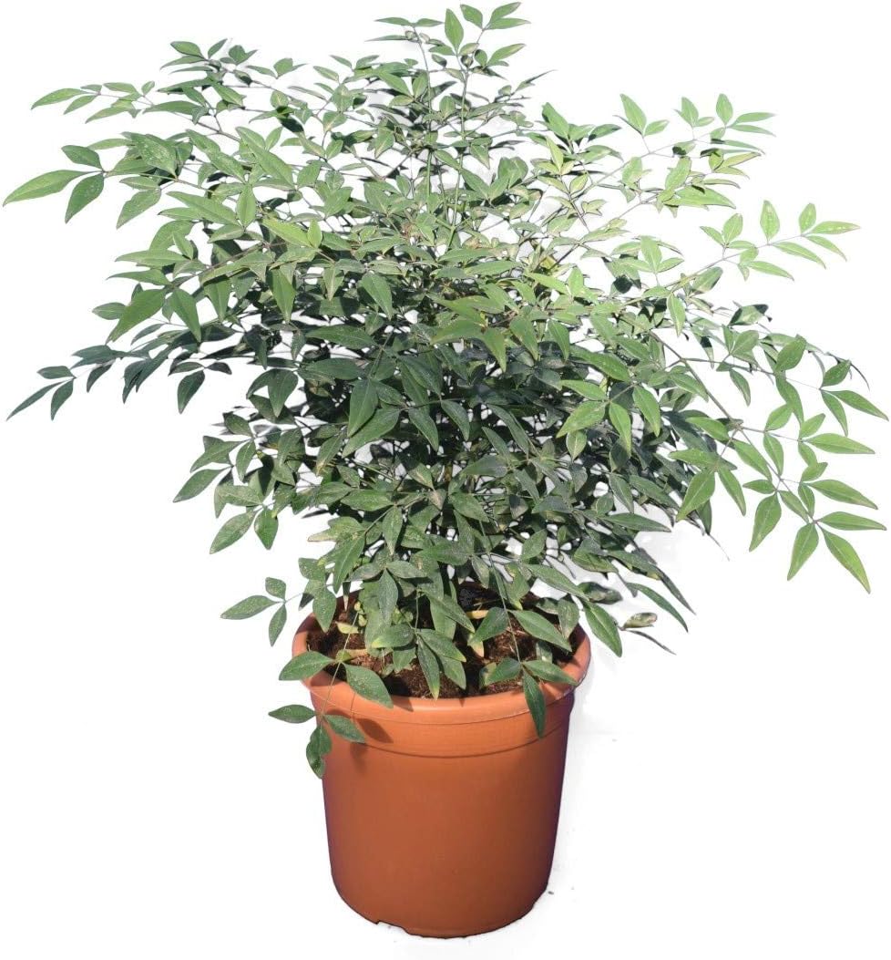 Scheinbambus - Nandina domestica 'Magical Sunrise' - Gesamthöhe 60-80cm ...
