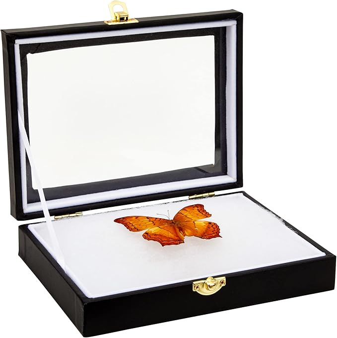 Amazon.com - Juvale Insect Display Case with Clear Glass Top, EVA Foam ...