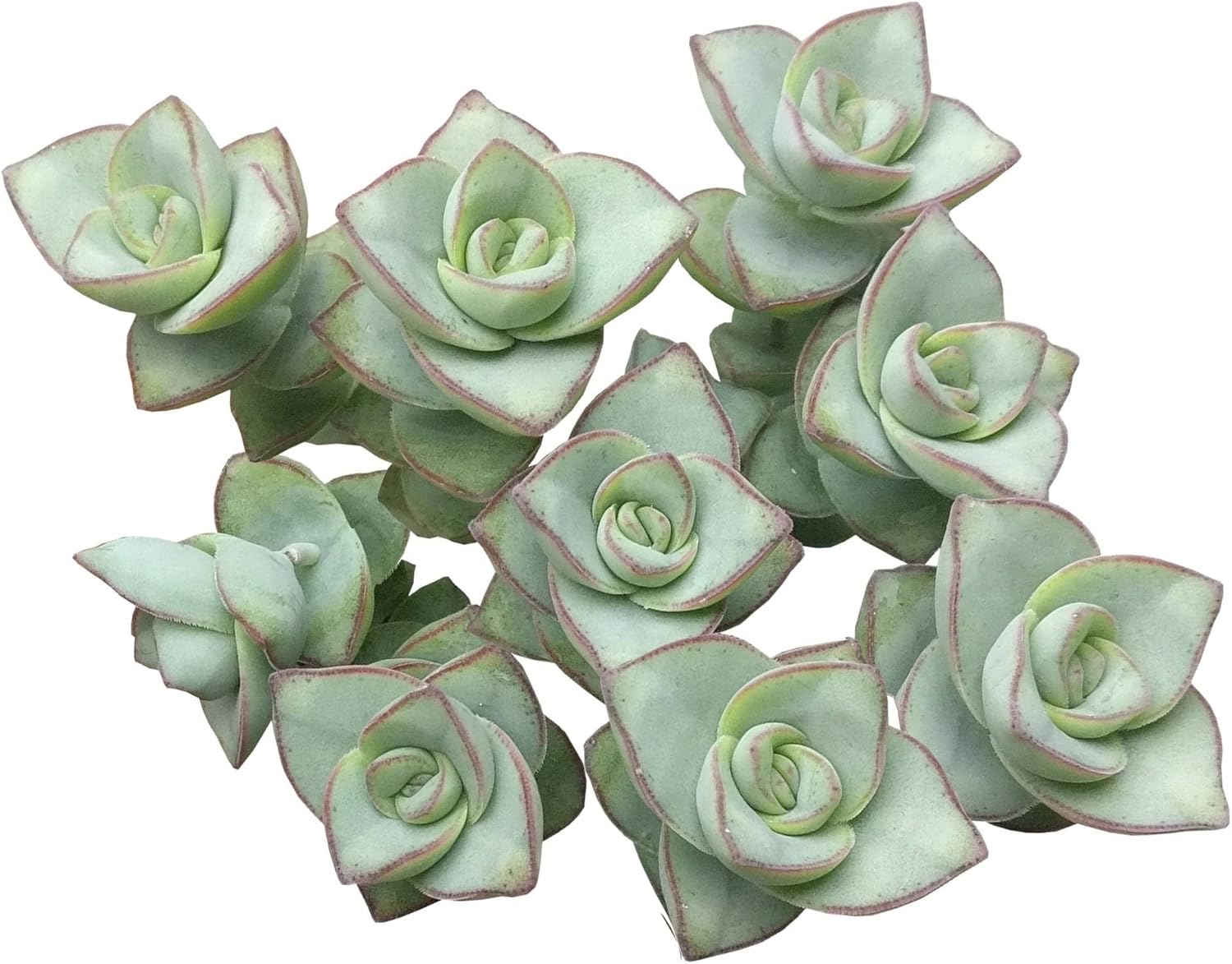 Amazon.com : Crassula Ivory Towers Crassula Conjuncta Succulent for ...
