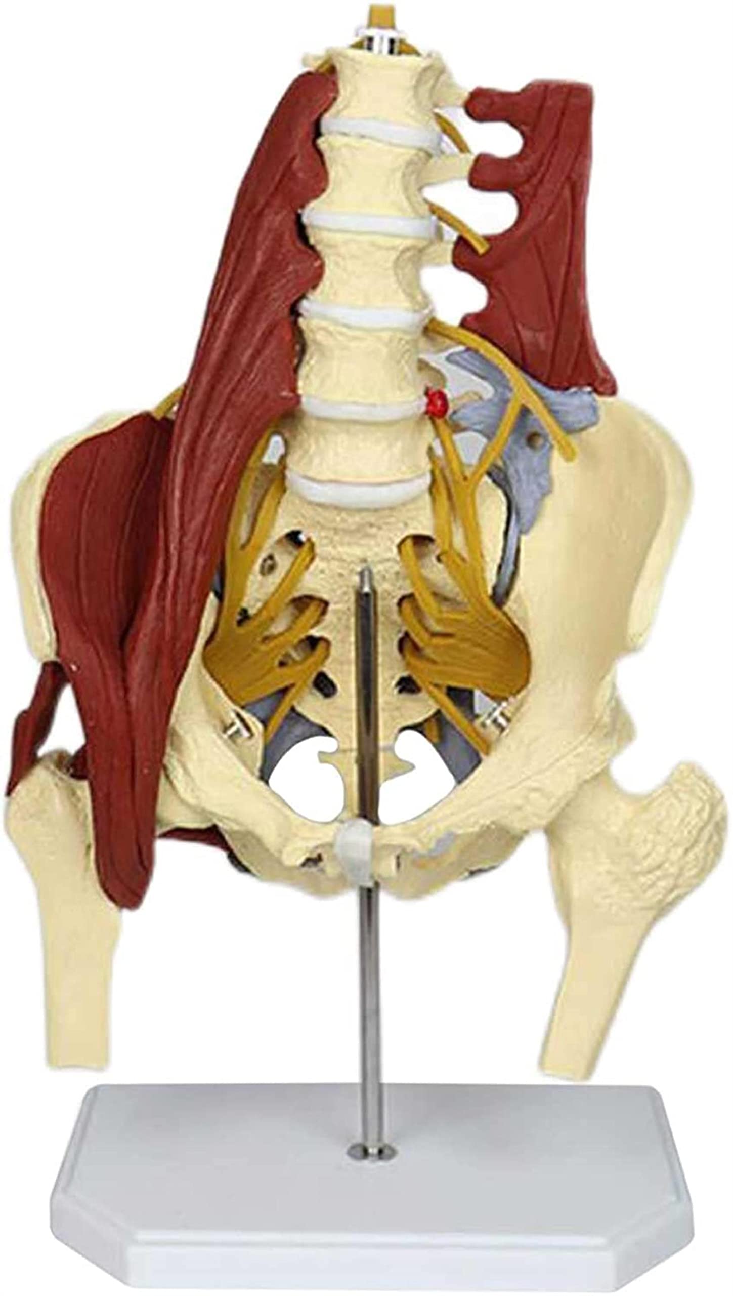 Buy Pelvis Model, Life Size, Lumbar Spine Science Female Pelvis, with ...