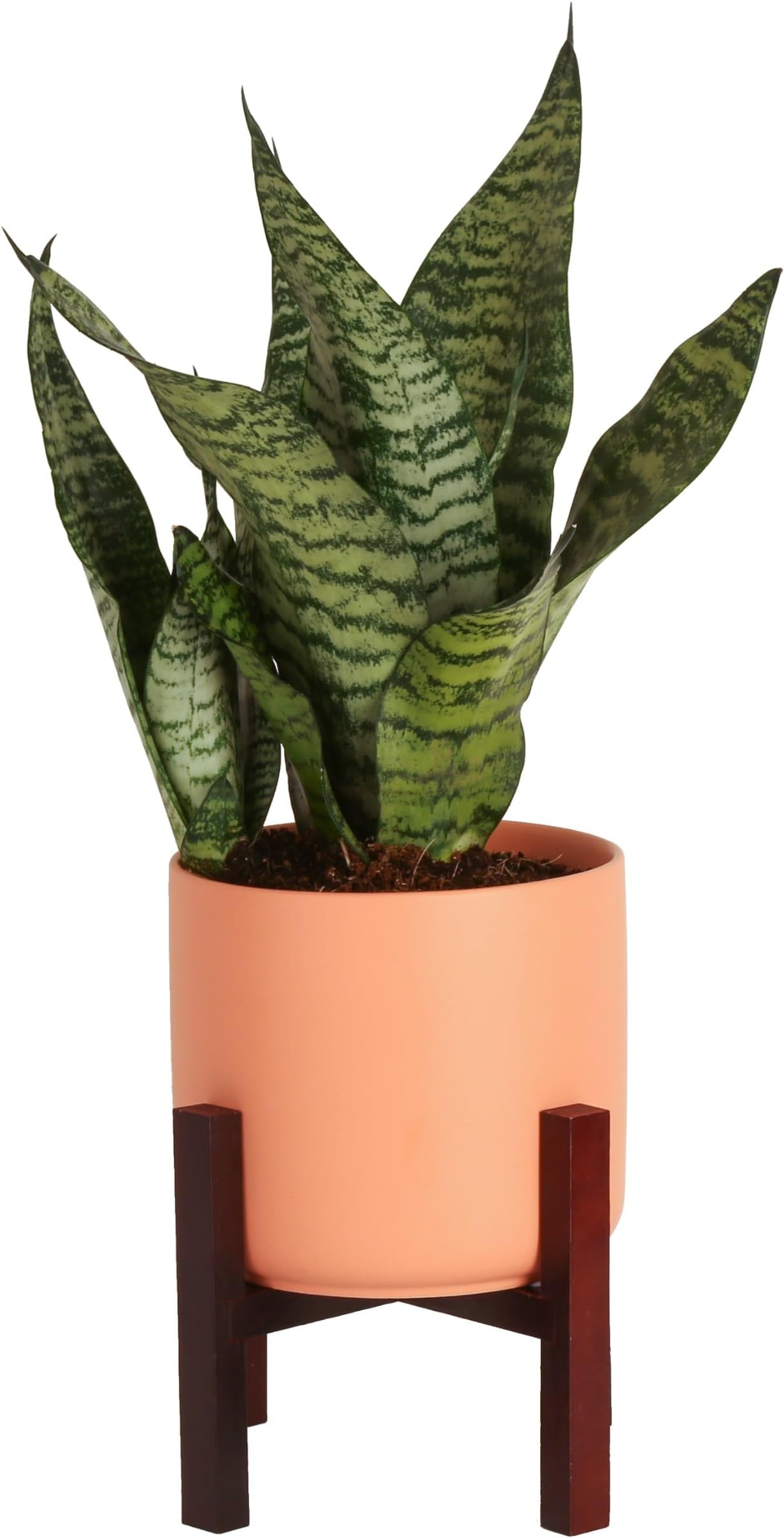 Amazon.com : Costa Farms Live Indoor Snake Plant, Sansevieria 12-Inches ...