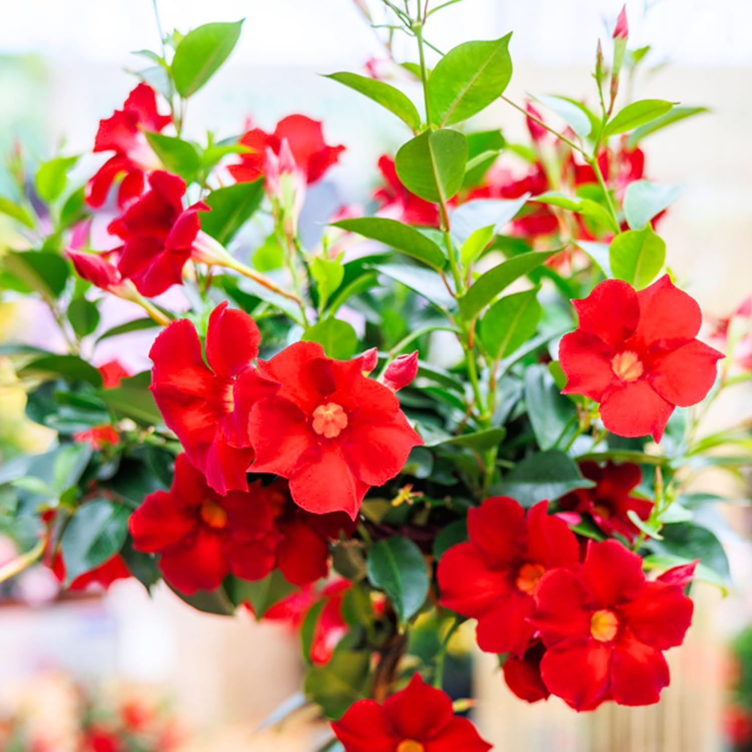 Amazon.com : Pack 2 Red Mandevilla Vine Plants Live, 4-7” Tall ...
