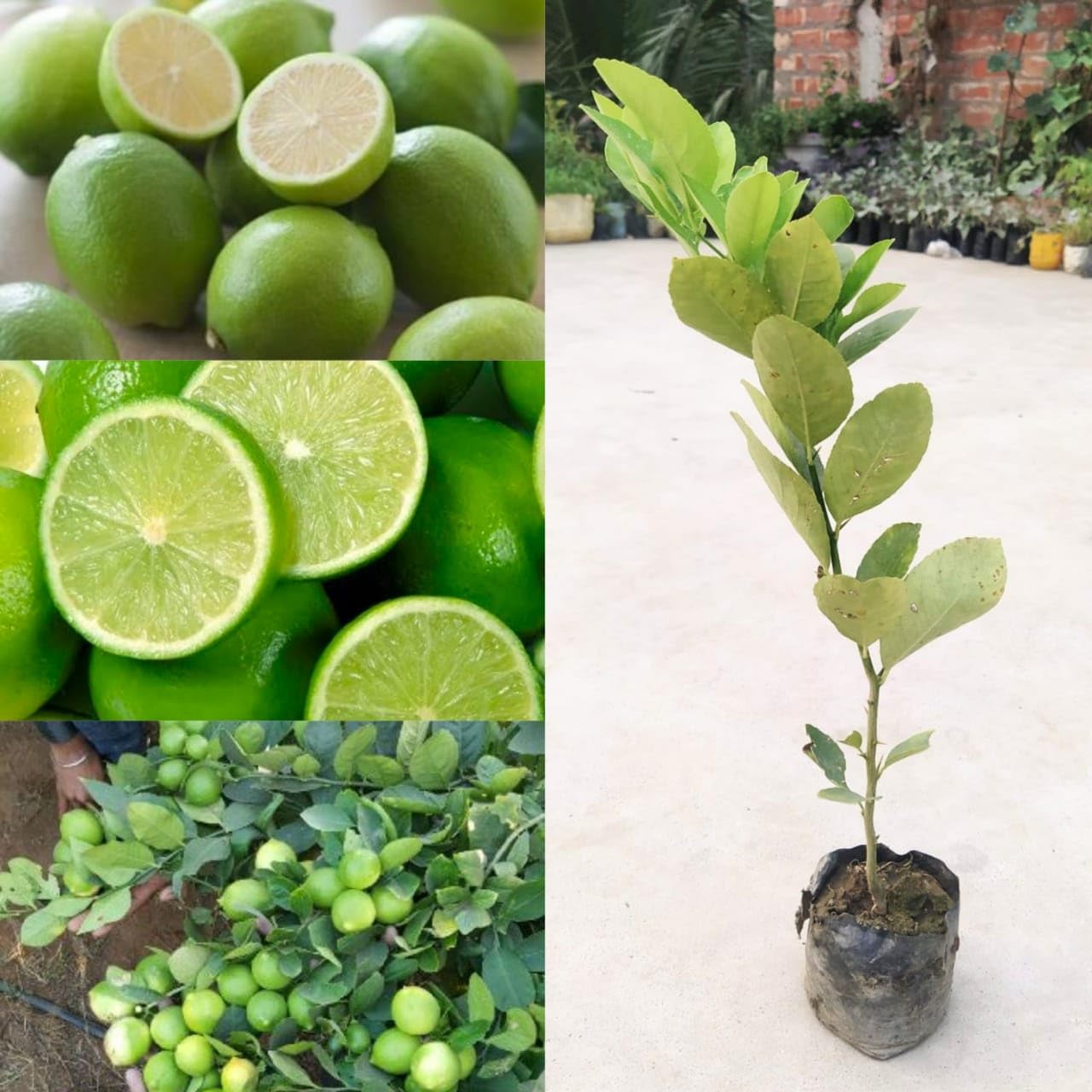 Natura GreenHouse Hybrid all season Air Layering Seedlees Original ...