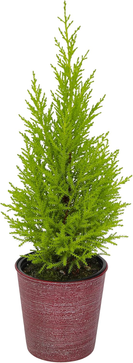 Amazon.com : Miniature Festive Lemon Cypress Tree with Decorative 4.25 ...
