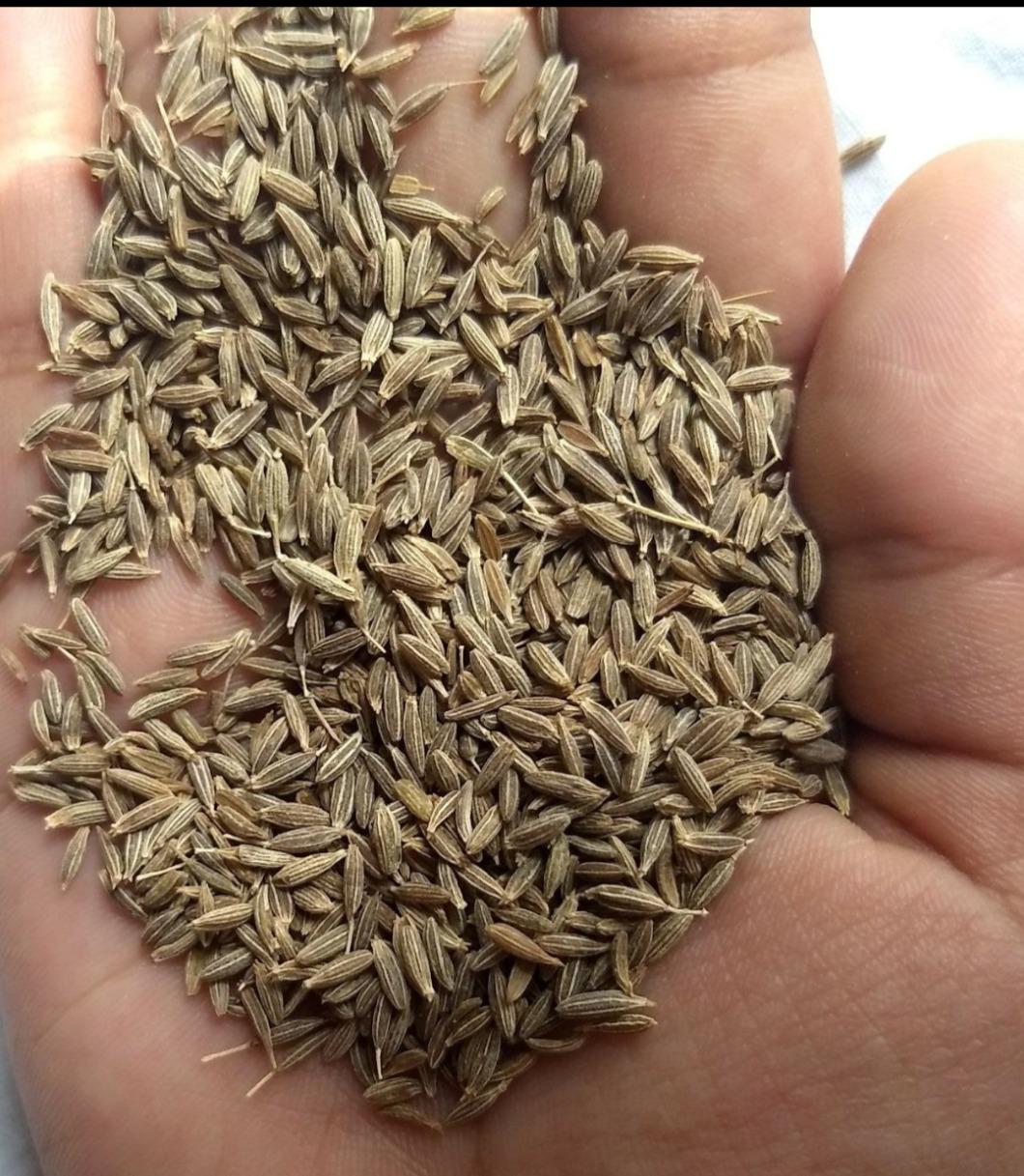 Agro Fresh Jeera, 100g : Amazon.in: Grocery & Gourmet Foods