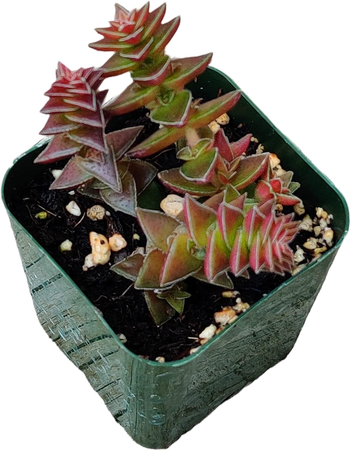Amazon.com : USKC Live Succulent Cactus Plants (2" Pot Crassula ...