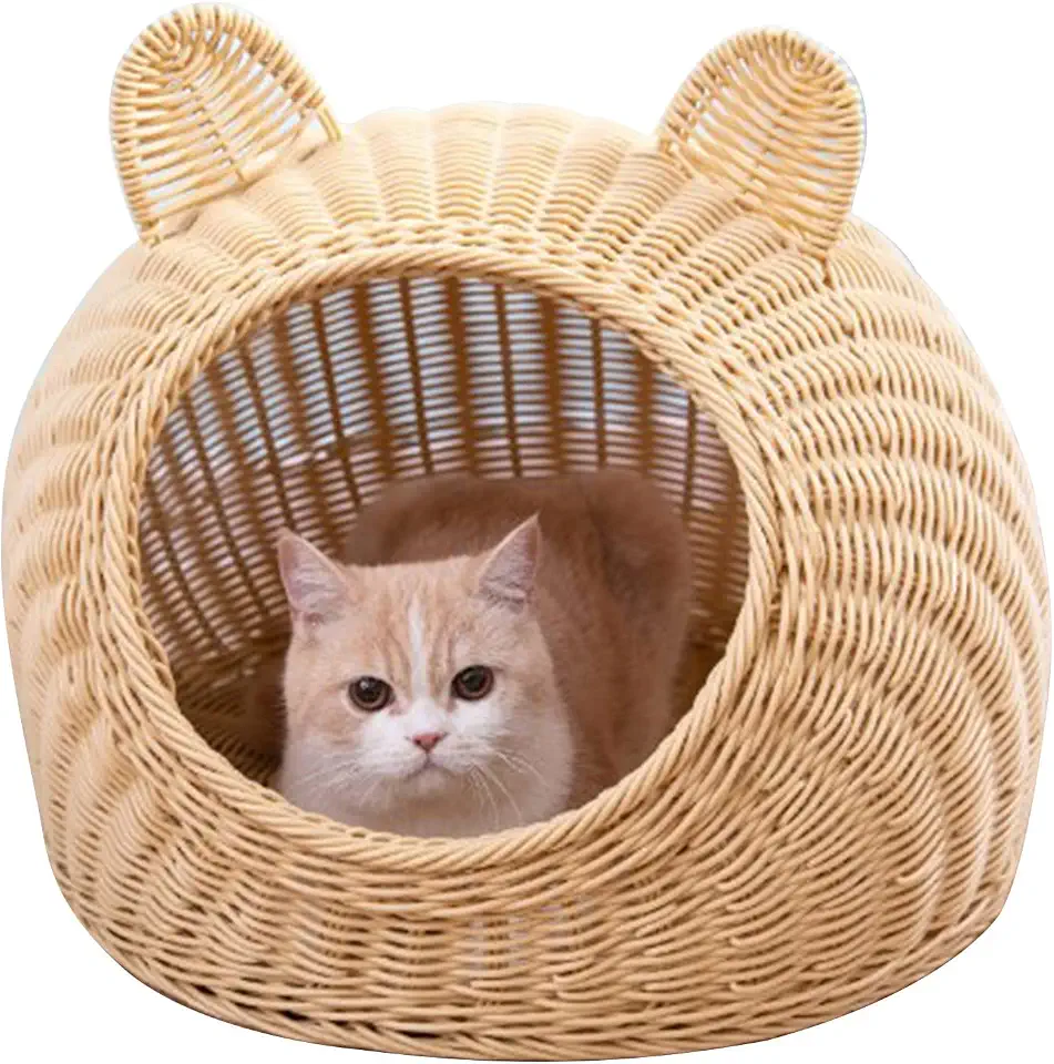 The Elusive Ways Of Semi-Feral Cats: Understanding Their Behavior And ...