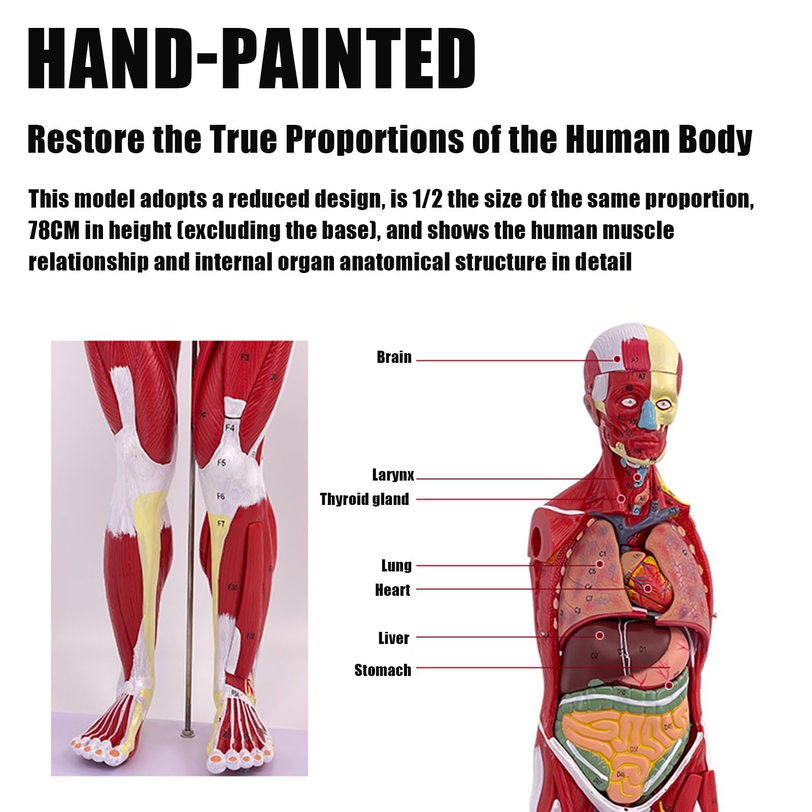 Organs Of The Muscular System