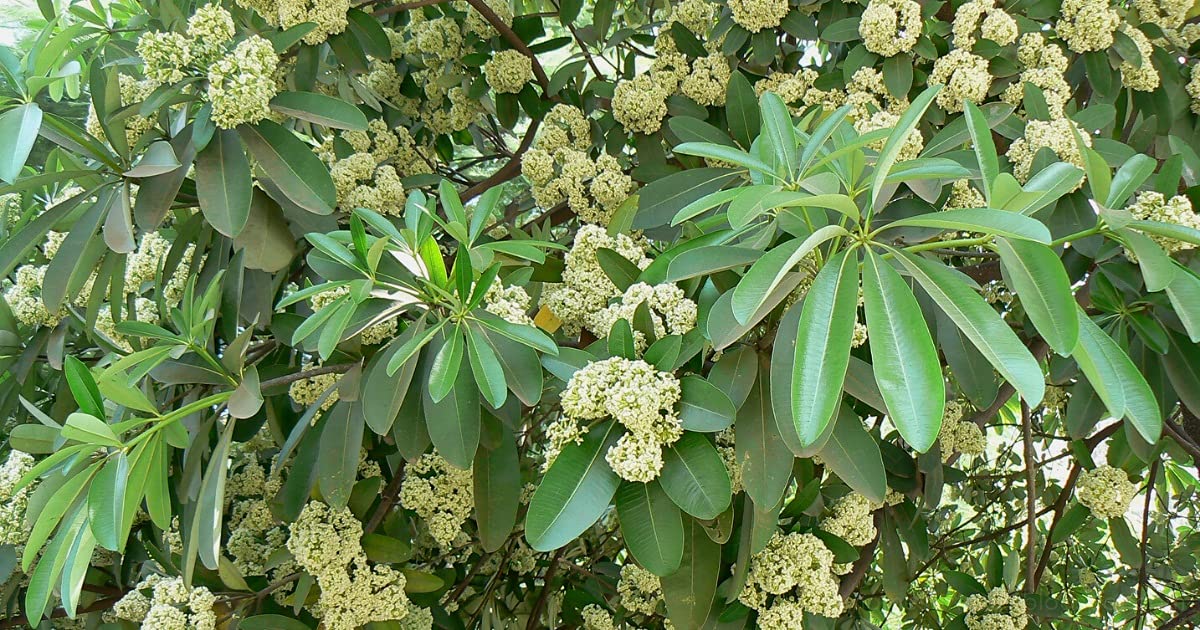 Kapebonavista® Saptaparni Scholar Tree Dita bark Devil tree Blackboard ...