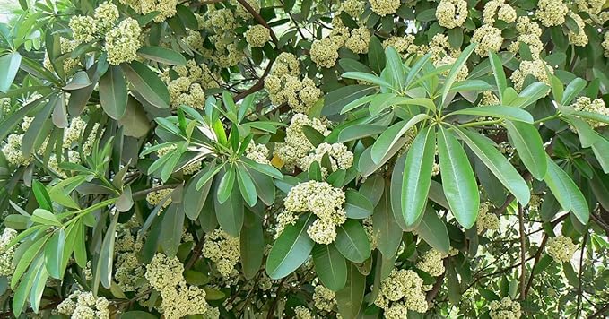 Kapebonavista® Saptaparni Scholar Tree Dita bark Devil tree Blackboard ...