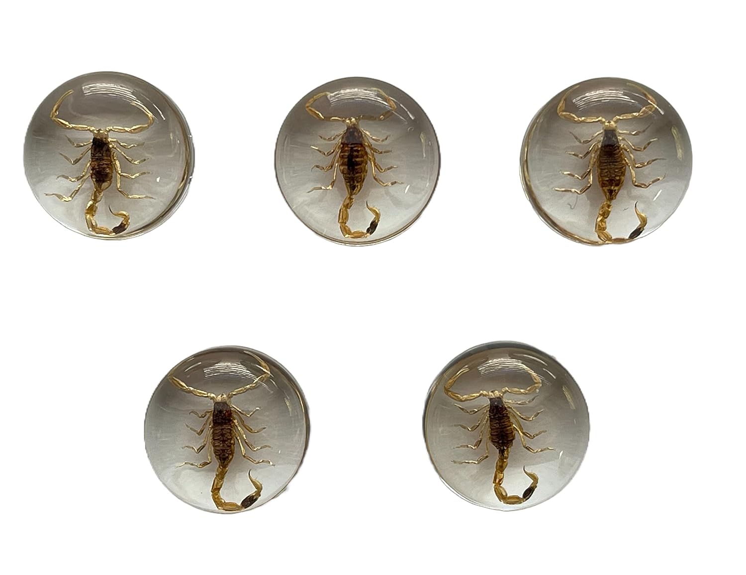 Amazon.com: Real Scorpions - 5 Pcs - Bugs, Taxidermy Jewelry Making ...