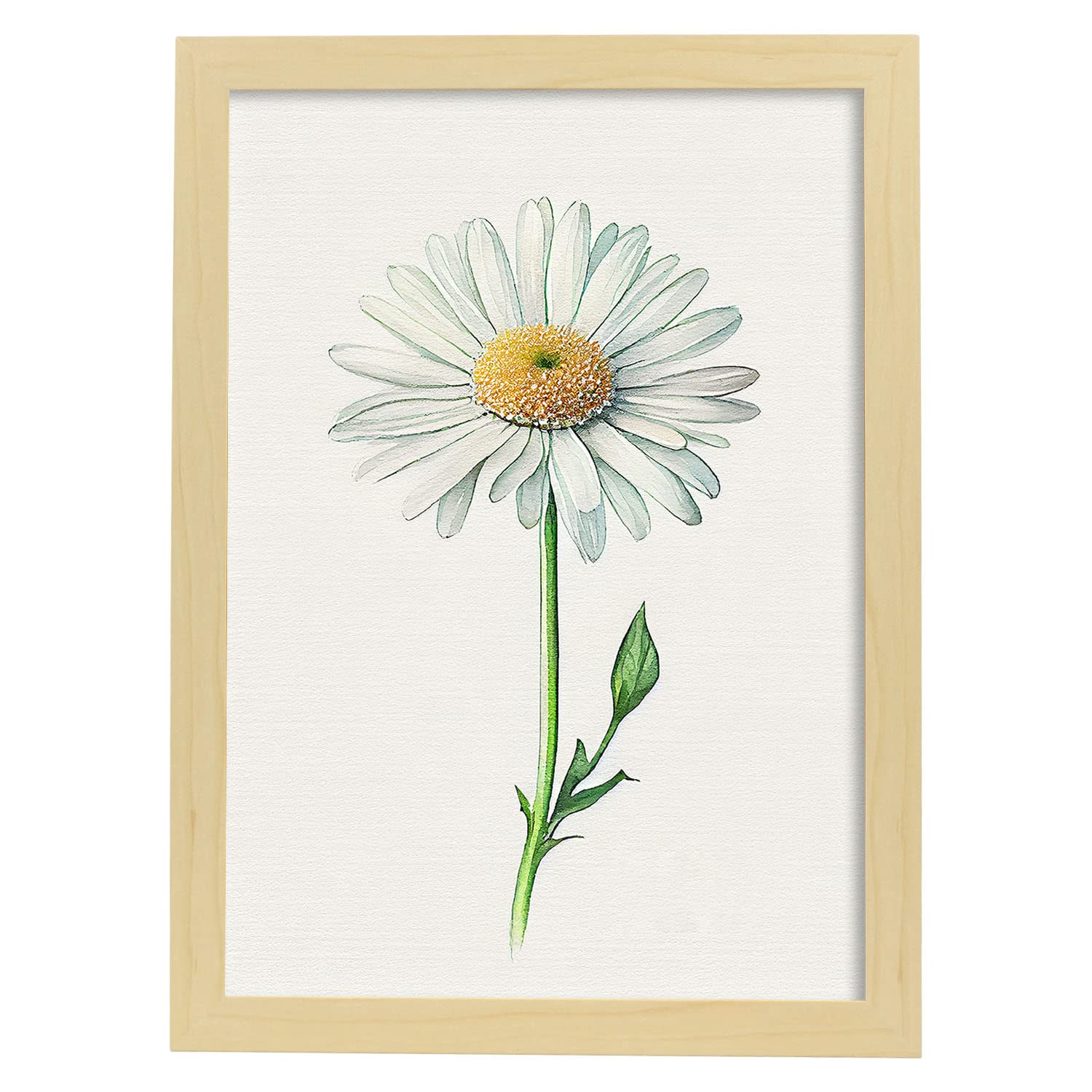 Daisy Botanical Illustration